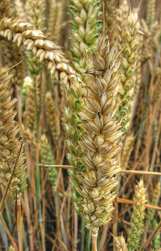 The Future of Food Riots | MEDIA ROOTS – Reporting From Outside Party Lines